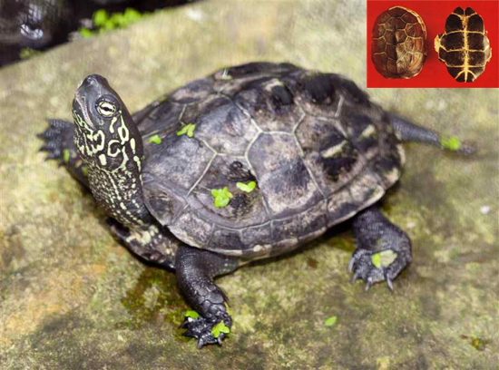 Tortoise plastron (Guiban)-Chinemys reevesii-Plastrum Testudinis