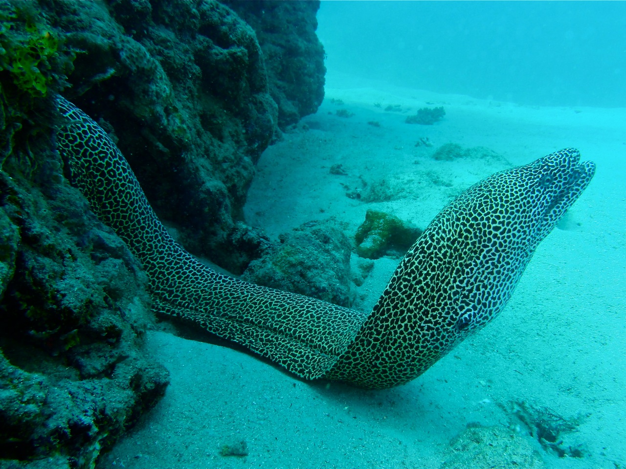 Murènes léopard et javanaise | L'île au Piwit (saison 2)