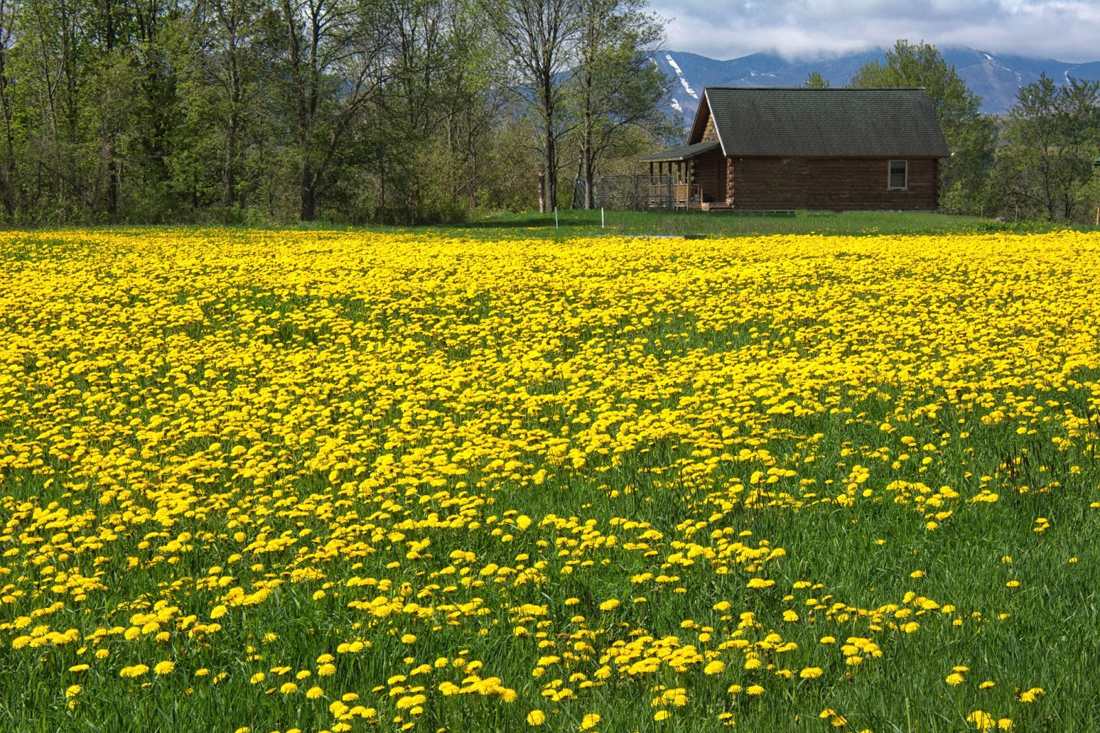 Carol's View Of New England: Jay Peak and Dandelion Season in Vermont
