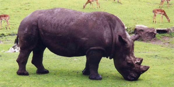 Indonesian Native Animals