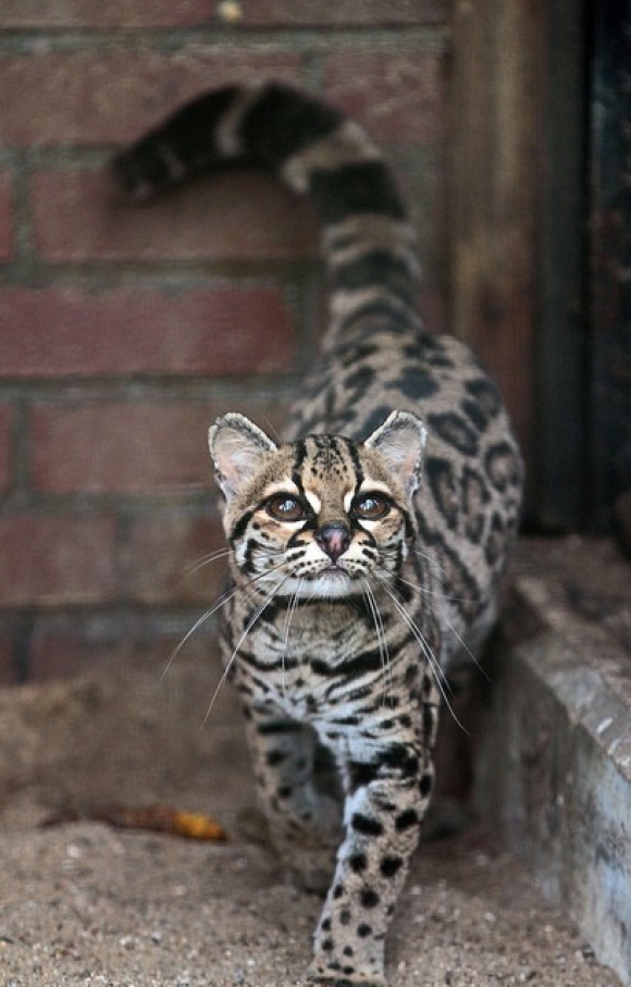 MARGAY photos - wallpapers | the fun bank