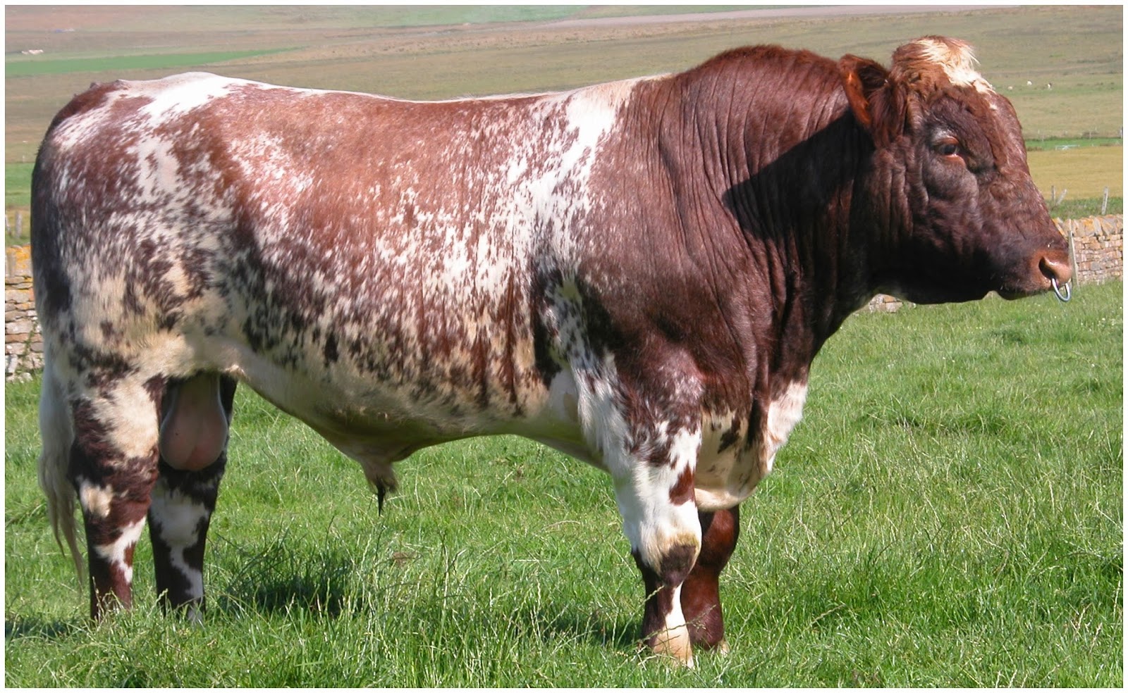 Generalidades de la Ganadería Bovina.: Milking Shorthorn