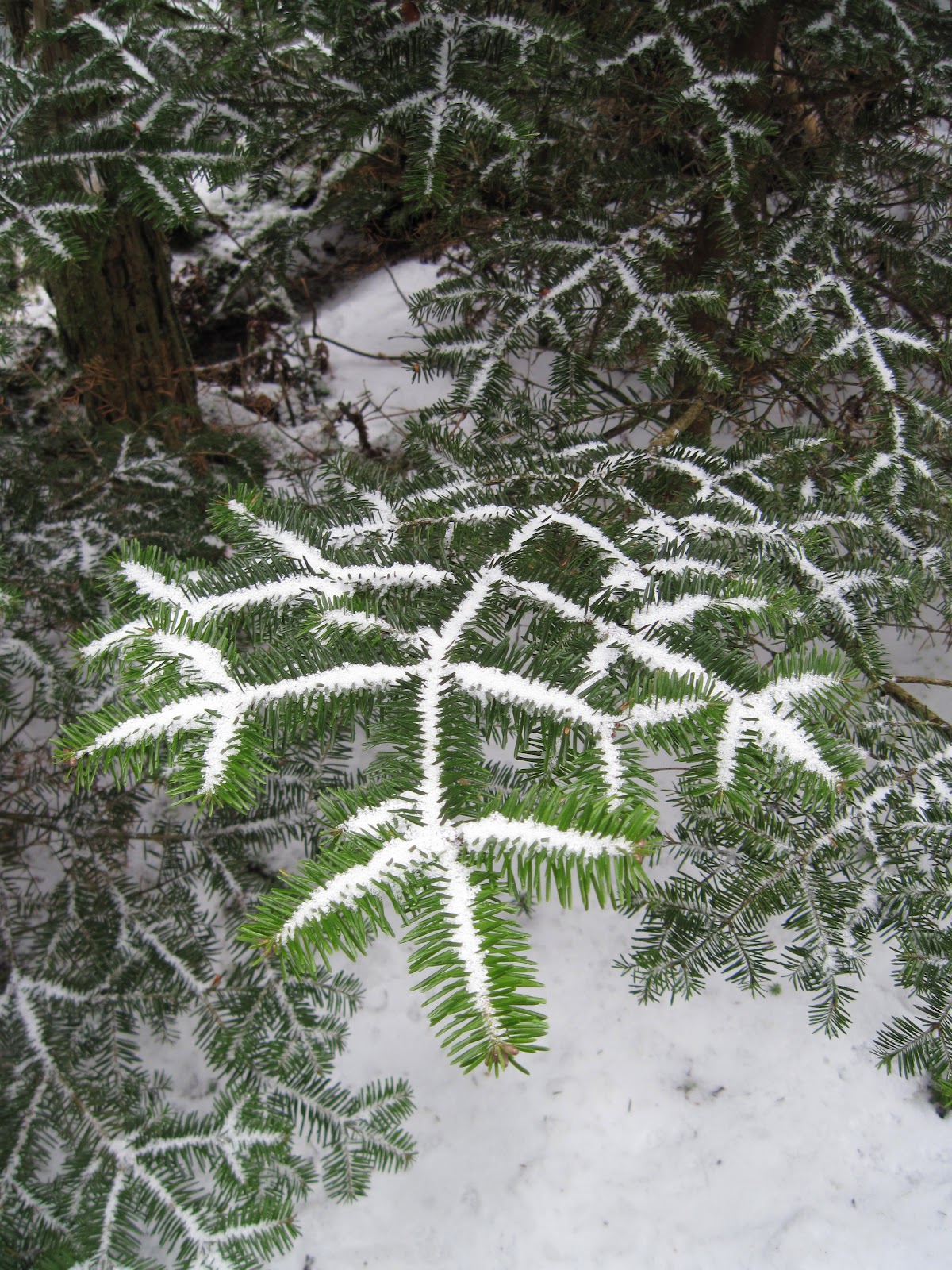 ScAtTeRbOnE's ADVENTURE'S: BIG INDIAN/FIR/DOUBLETOP CATSKILL 35 ...