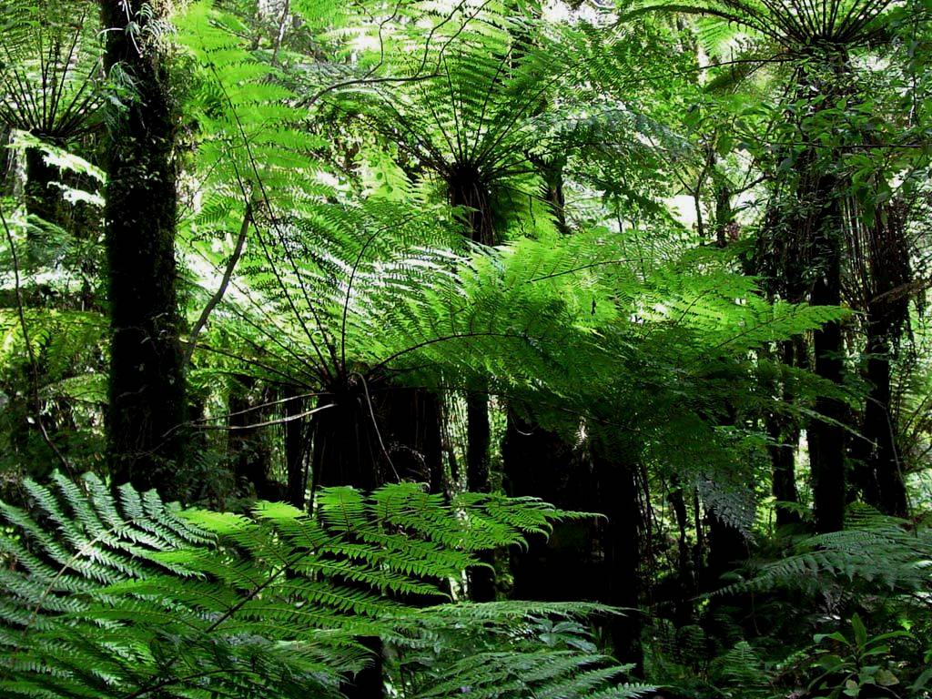 Noua Zeelanda - cel mai frumos capat al lumii: Padurea de feriga