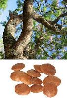 PAULU'S NATURA: BENEFÍCIOS DA SEMENTES DE SUCUPIRA