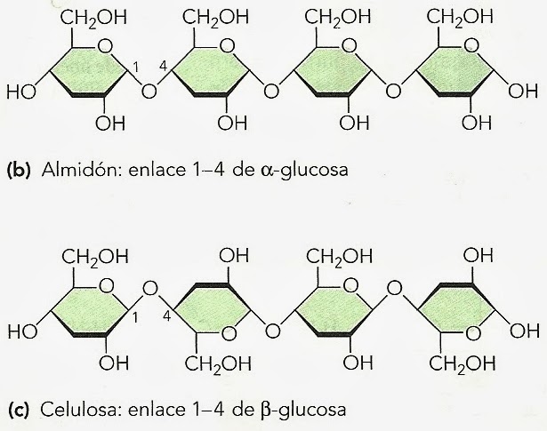 Bioquímica vegetal básica (2). Carbohidratos