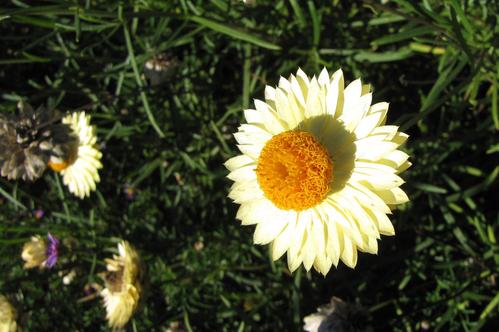 Flora Friday in Oz: The Australian Botanical Garden, Mt Annan NSW 8th ...