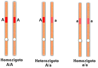 Blog de Biologia: Conceitos importantes sobre genética