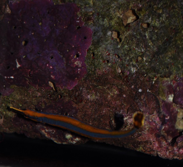 ZOOTOGRAFIANDO (6.100 ANIMALS): PEZ PIPA DE BANDAS AZULES / BLUESTRIPE ...