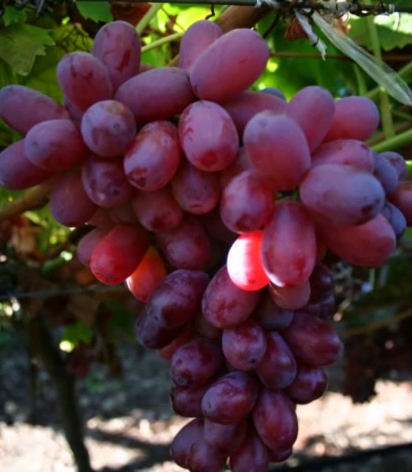 CARA MENANAM / BUDIDAYA ANGGUR | Pertanian