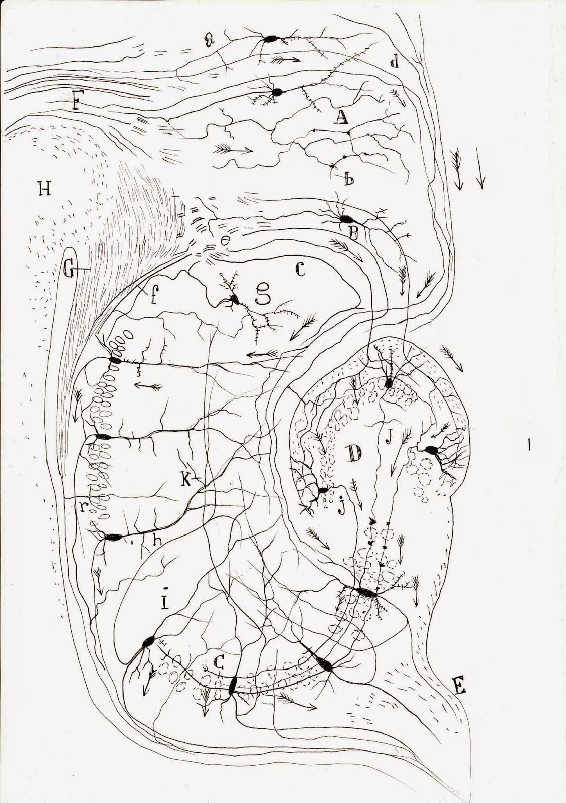 Dawn Hunter Art ®, Studio Currents : At the NIH...drawing Cajal's drawings!