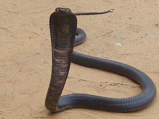 Jenis dan Sifat Bisa Ular | Drh. Fira Sovica