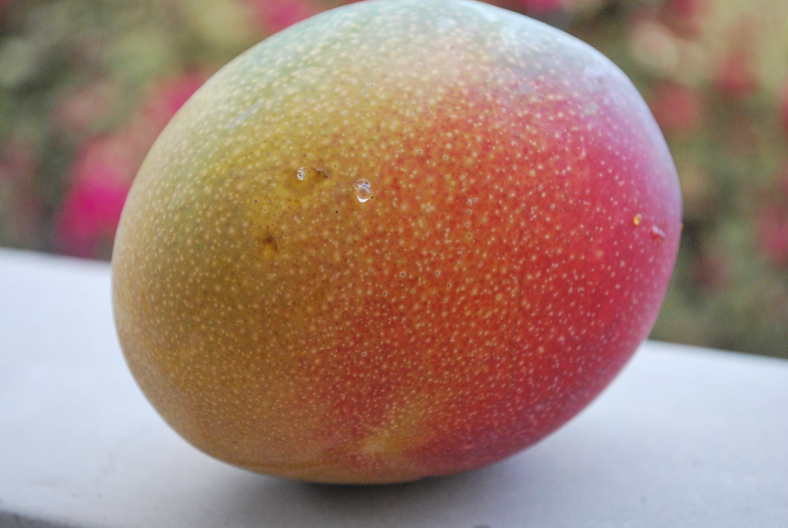 Humboldtina - Venezuela: Mango - Mangifera indica - Mango