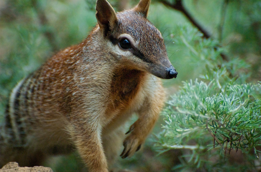 The Numbat | Amazing Creature | The Wildlife