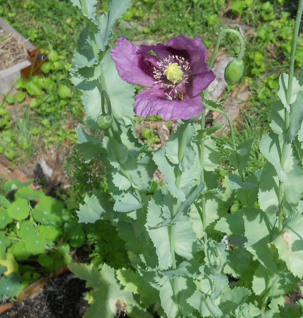 Adventure on Planet Earth: Hungarian Blue Bread Seed Poppy