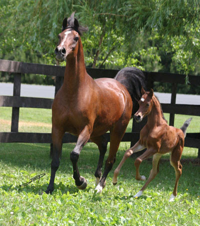 Caballo Árabe Magazine: 2013-07-28