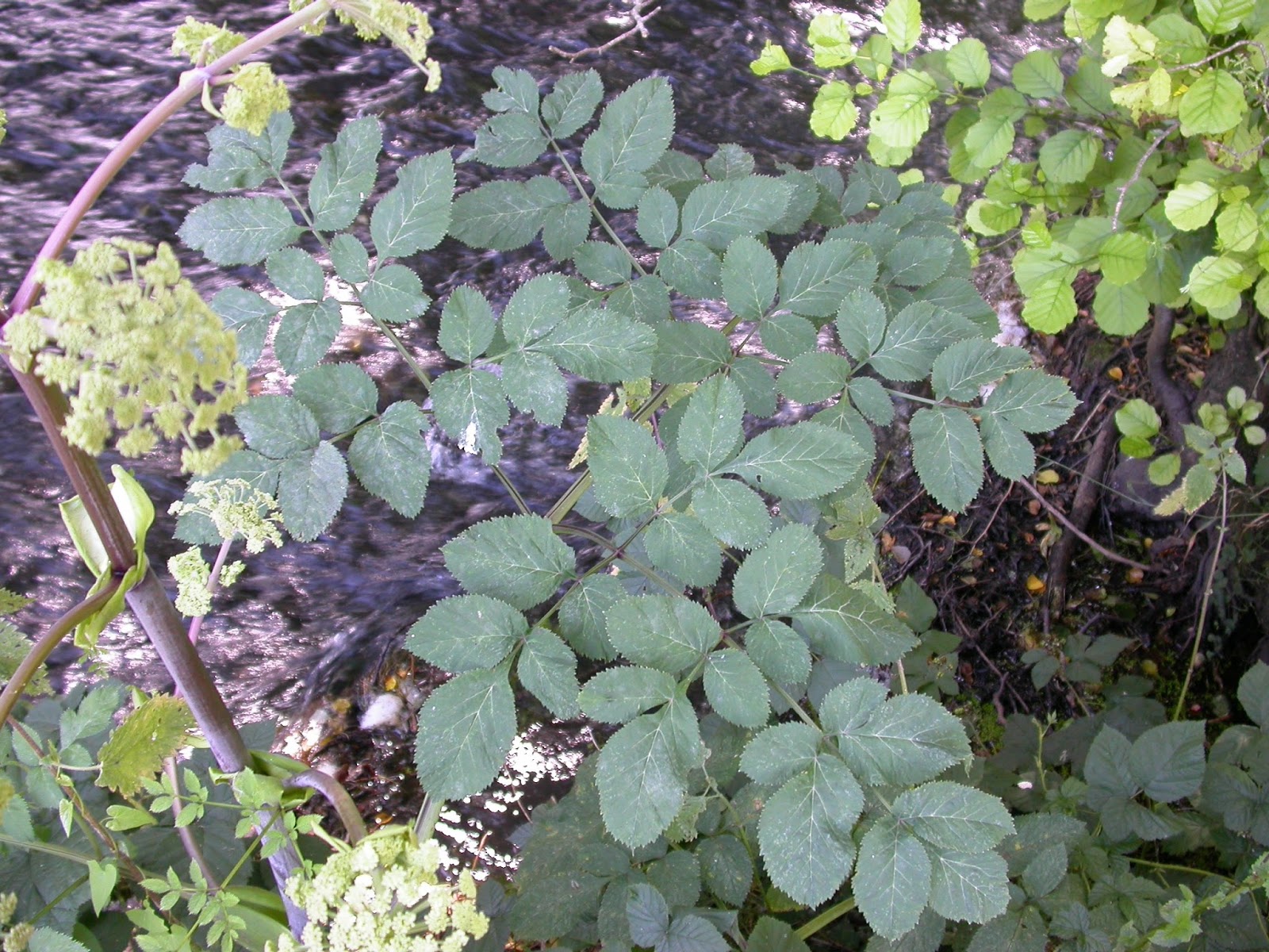 JARDINS DE SANTÉ: ANGELIQUE DES BOIS