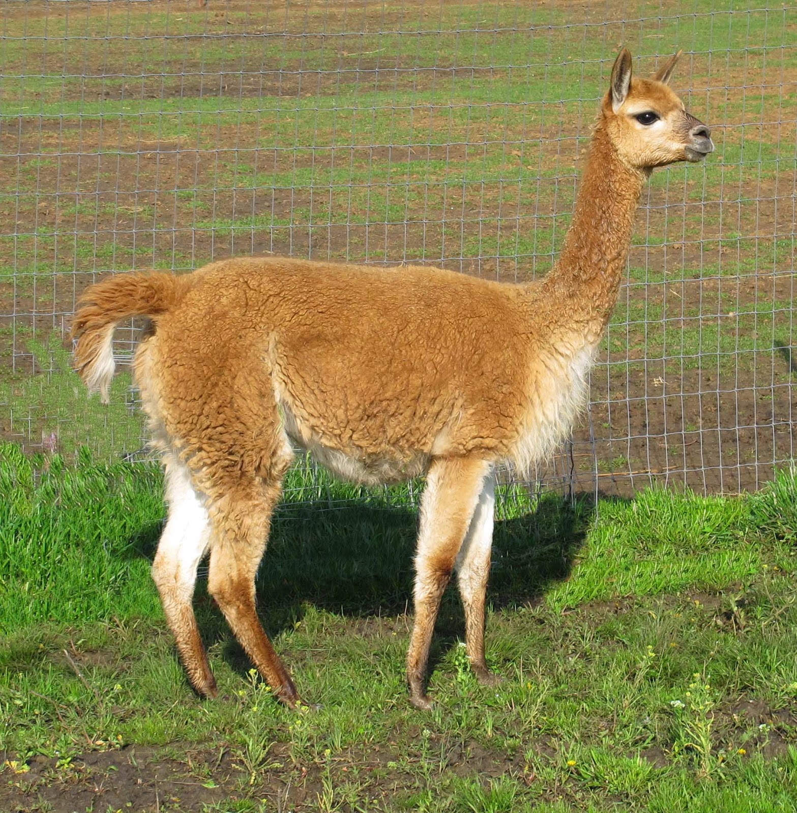 Los animales y su entorno: LA VICUÑA