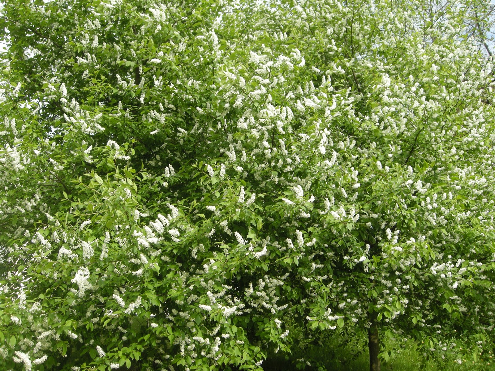 Mataleena: Tuomi tuoksuu