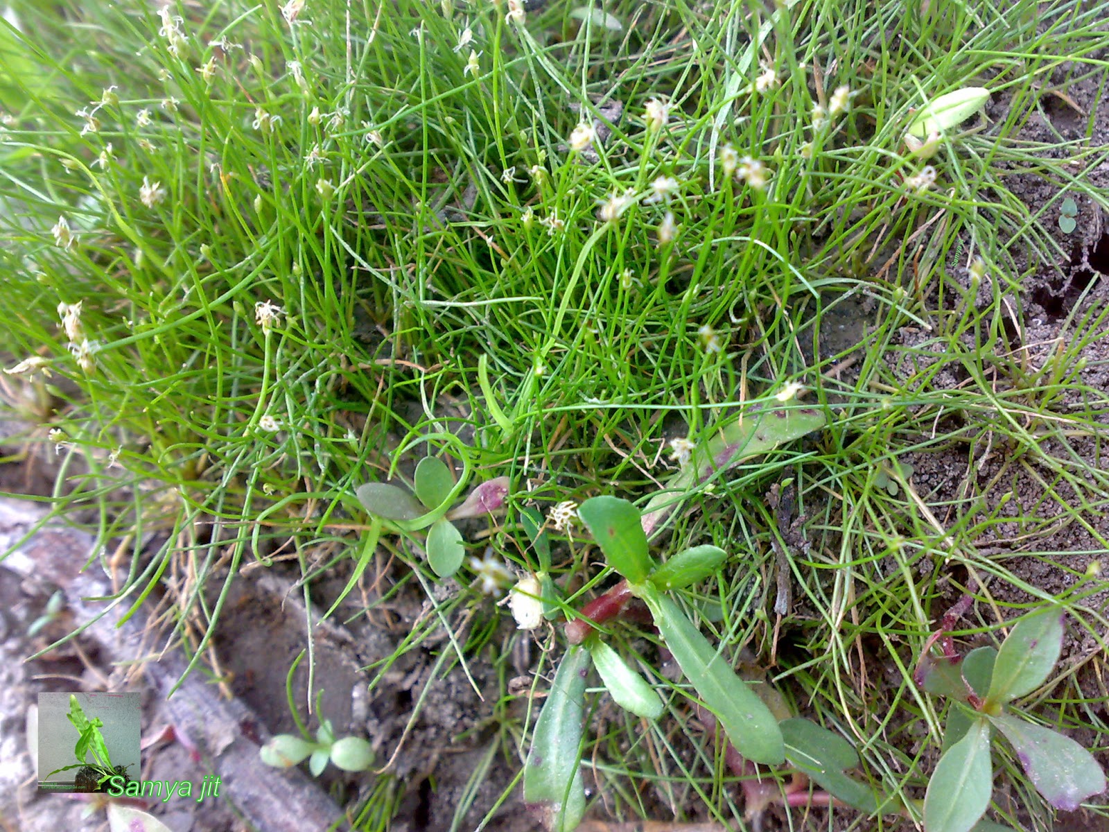 NATIVE AQUATIC: Eleocharis sp(WB)