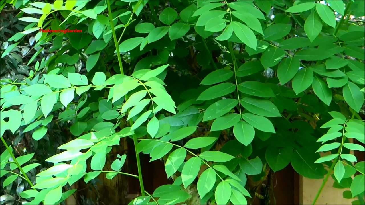 Flora de Puerto Rico Ilustrada Papo Vives: FABOIDEAE GLIRICIDIA SEPIUM ...