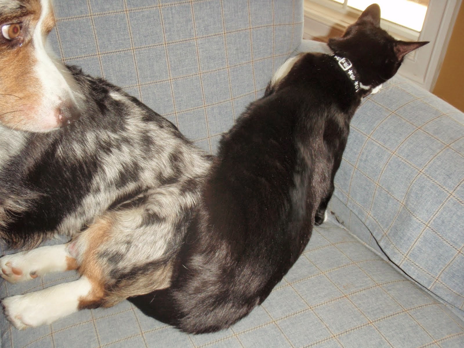 The Chronicles of Cardigan: 8 Obvious Reasons Why Dogs Sit on Cats ...