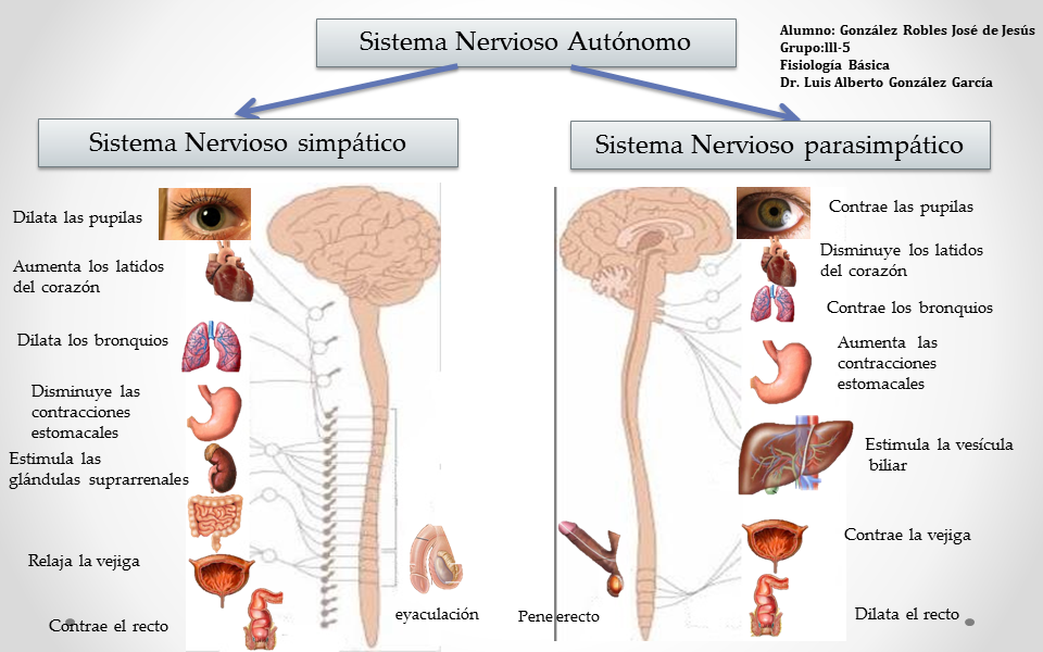 Sistemanerviososimpaticoparasimpatico Sistema
