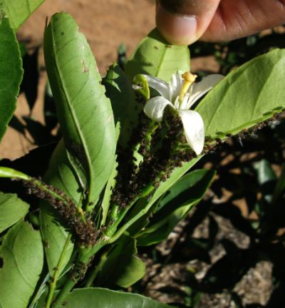 Fruits and Vegetable Cultivation: නාරං සහ දොඩම් වගා කිරීම