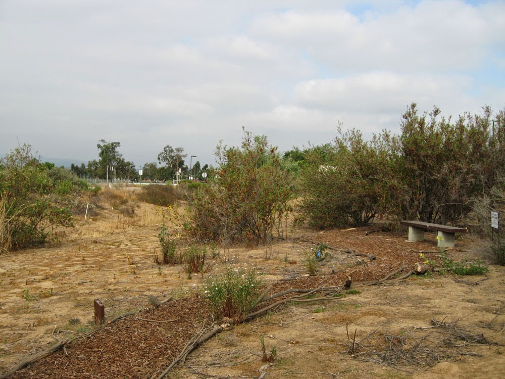 Native Plants at CSU Dominguez Hills: Heritage Creek Nature Preserve ...