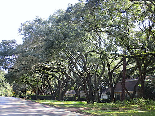 Garden Dream: Southern Trees - Live Oaks