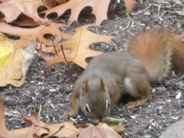 From Rebecca's Window: Ohio Fairydiddle Sighting