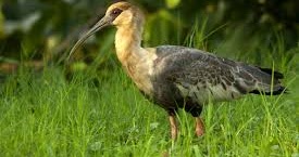 Palabra Mayor: Las desventuras del cocli