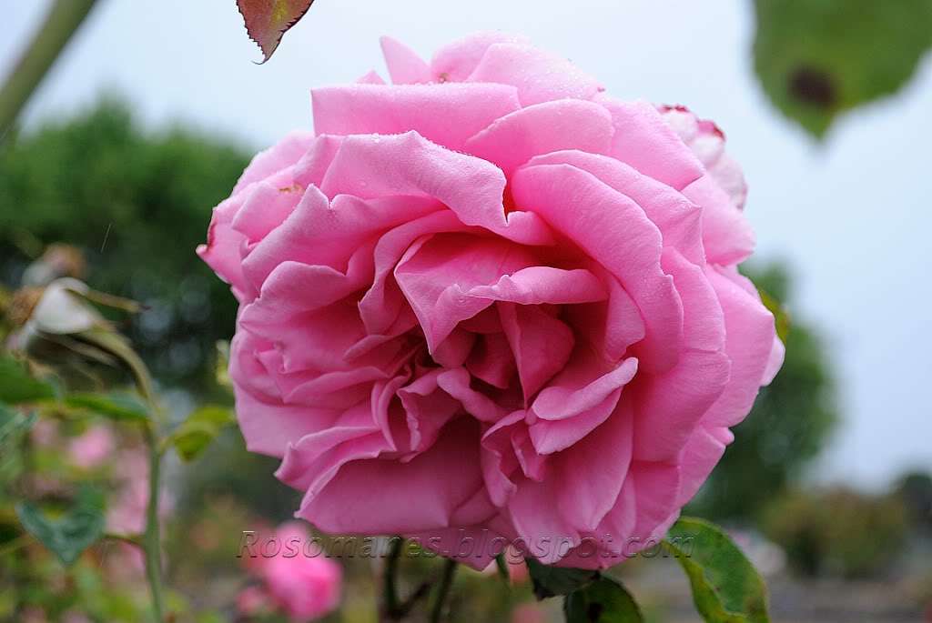A Rose is a Rose...: Forgotten Charm: Classic Hybrid Teas