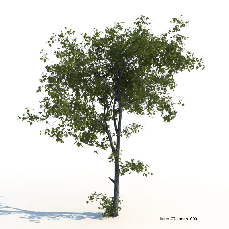 [SKETCHUP] TREE MODELS [Update link google drive 2018/04/28] - ANARCHIVN