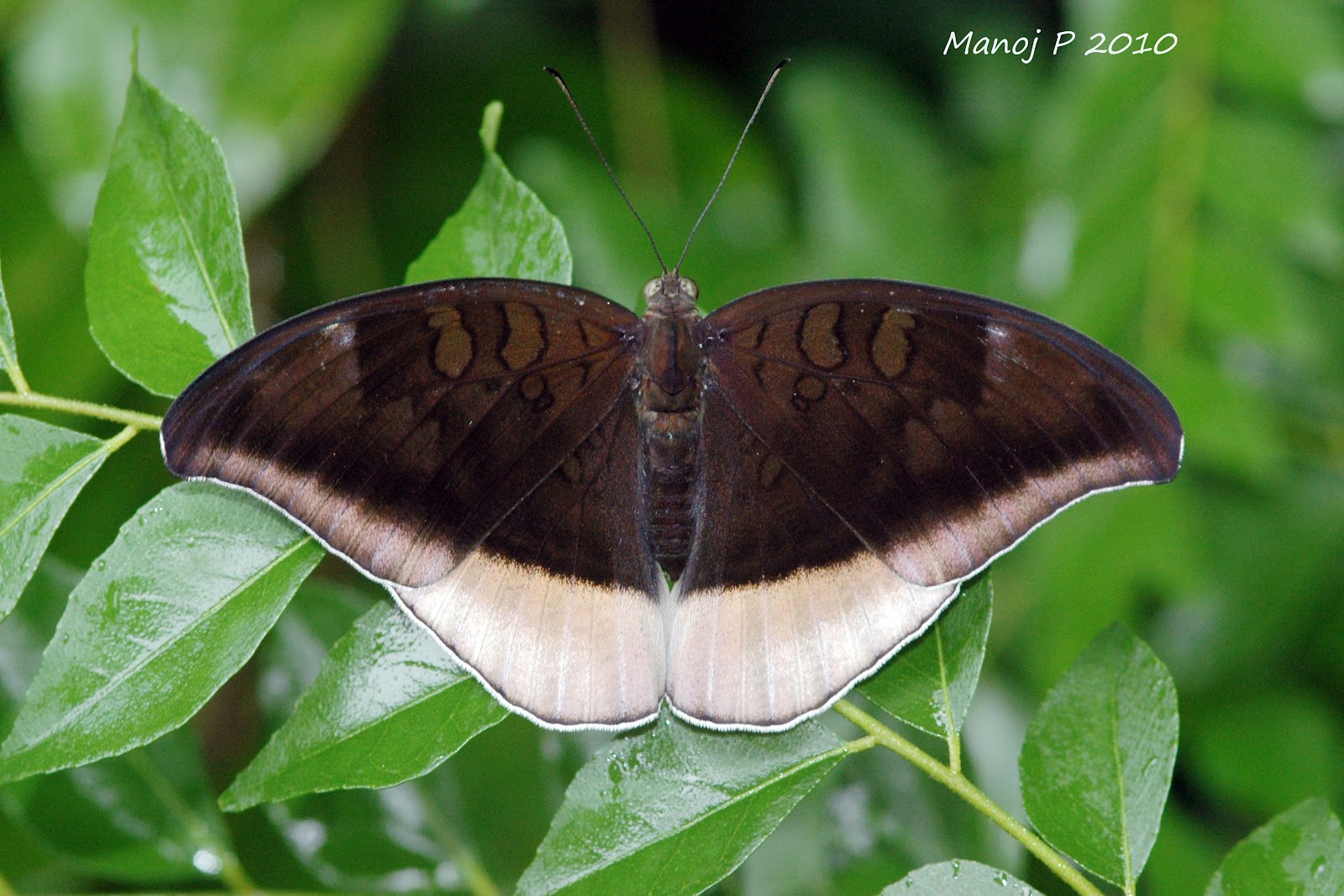 My Butterfly Garden: June 2012