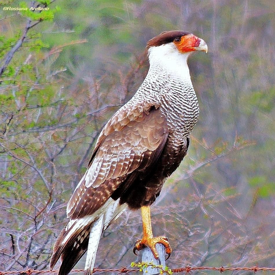 ONE_TWO_FIVE_CLICK: CARANCHO ( Caracara)