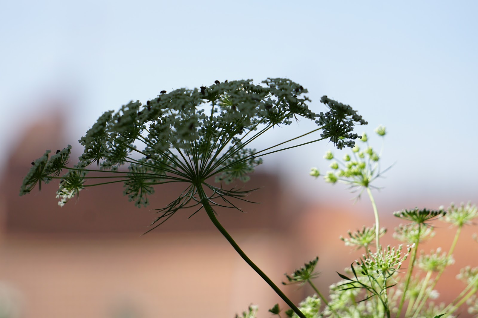 Plantas de Huerta Otea, Salamanca: Apio cimarrón (Ammi majus)