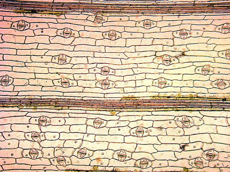 Beyond the Human Eye: Plant Cuticles