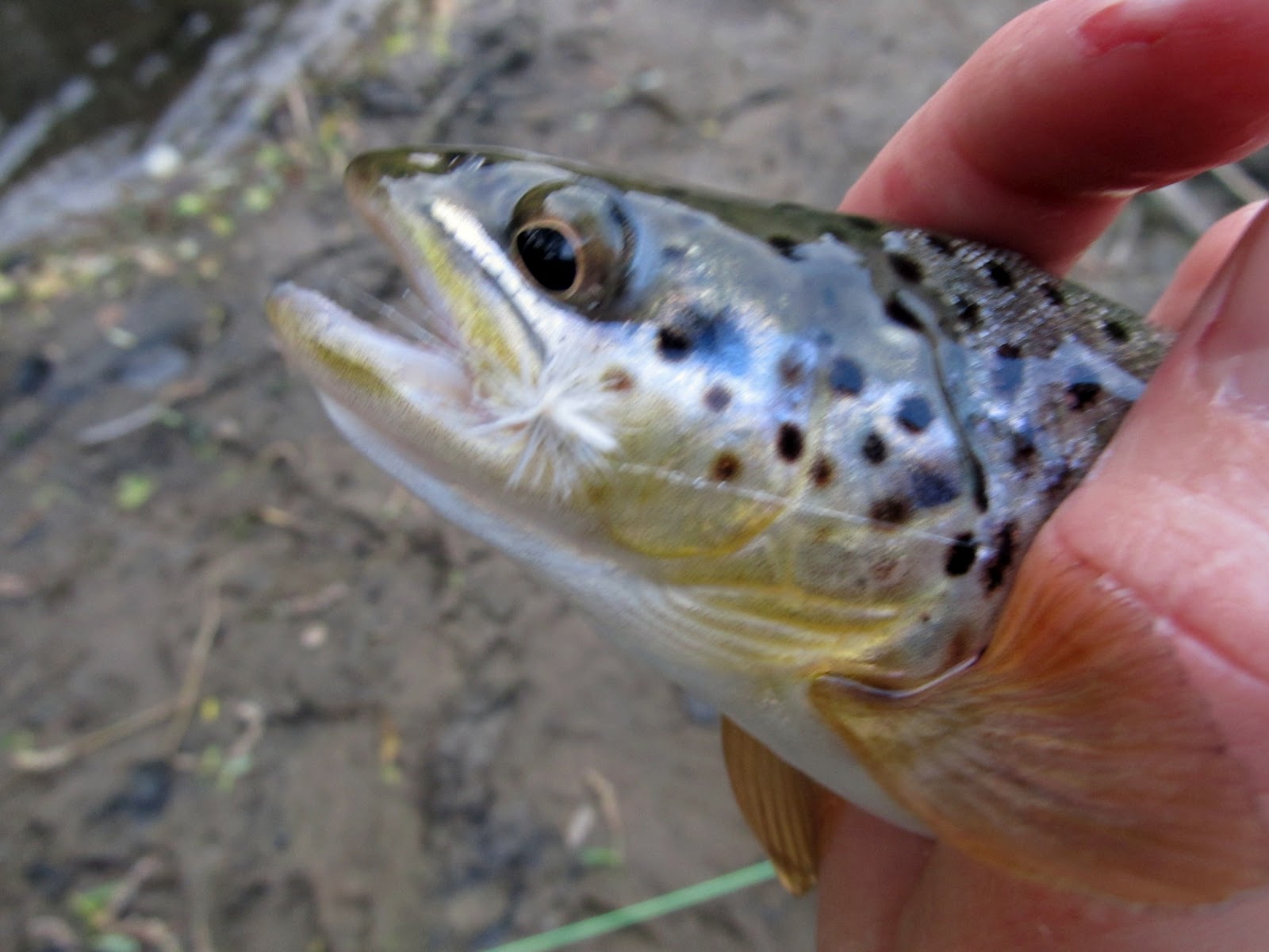 Midwest Two-Hearted Trout: Sulphur Hatch on the Kinnie