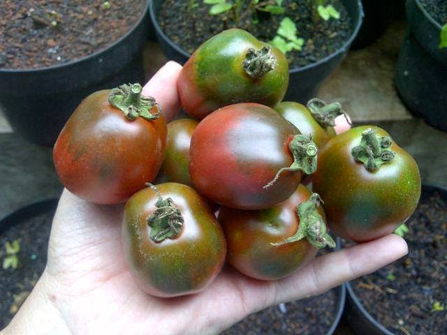 20 Aneka Tomat Unik / hias - Cara tanam - semai - berantas hama