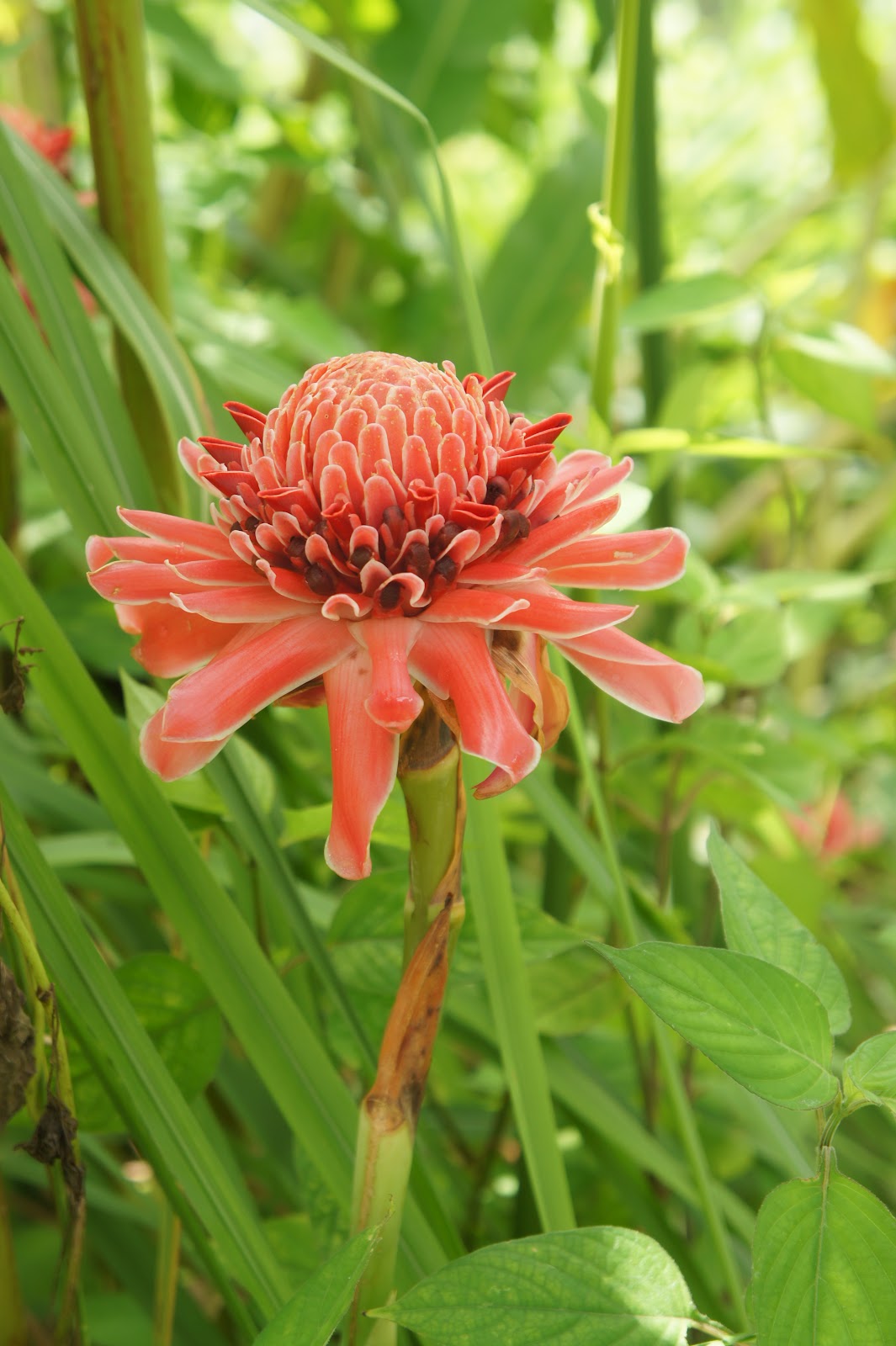 Out & About : yEn: Backyard - Durian & Kantan