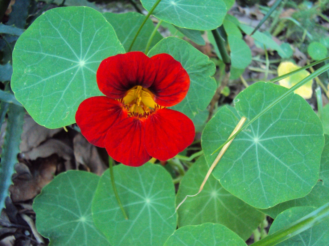 Milagrosas Plantas Medicinais: CAPUCHINHA Tropaeolum majus L.