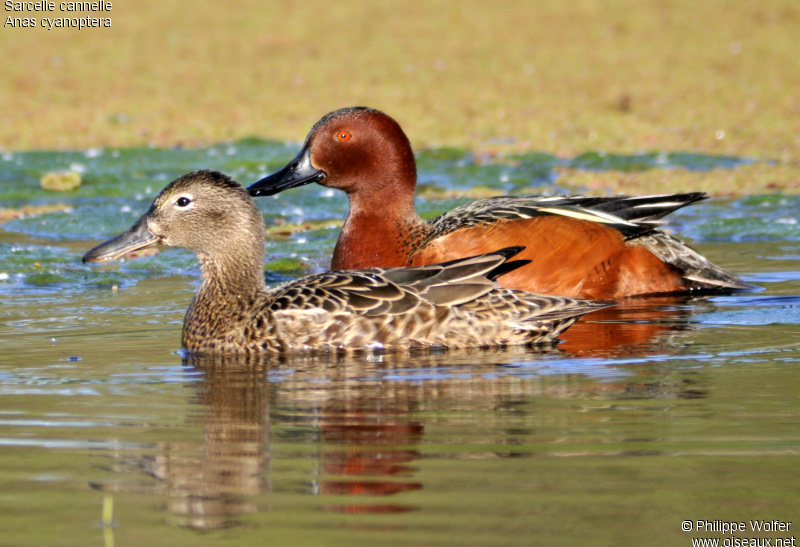 Compañeros de viaje: Pato colorado (Anas cyanoptera)