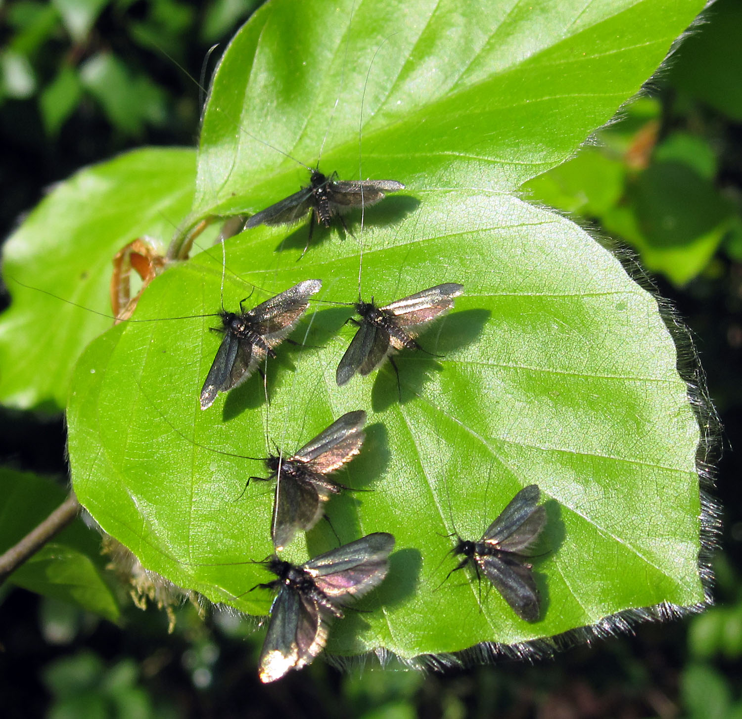 Longhorn Squadron | Naturally