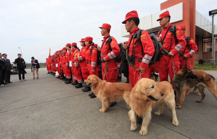NUNCAJAMAS COCKER: PERROS AL RESCATE