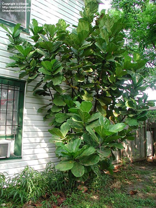 Somewhere I would like to live: Fidle-leaf fig / Plant of the week #01