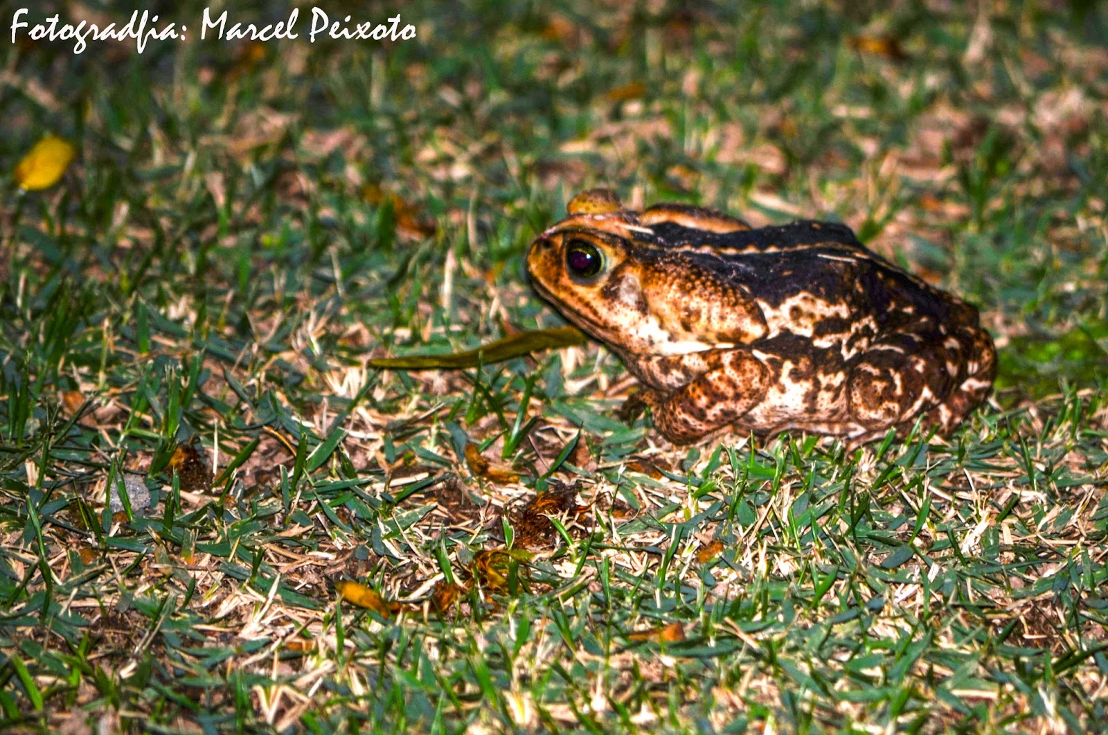 FOTOBLOG MARCEL PEIXOTO: ENSAIO FOTOGRÁFICO 014/2014 - SAPO CURURU...