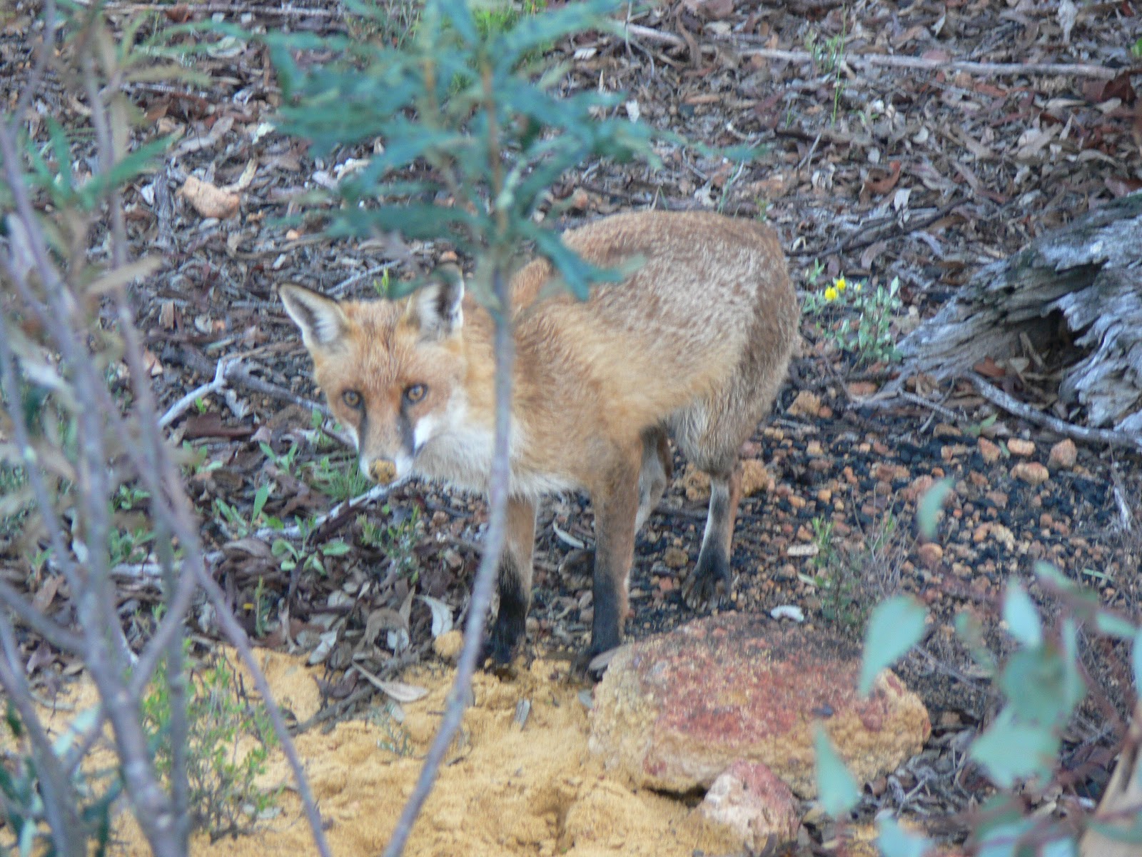 Making a difference: Feral foxes in Australia