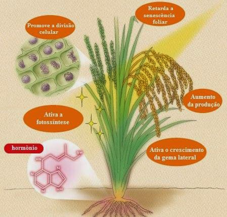 Hormônios Vegetais: Citocininas