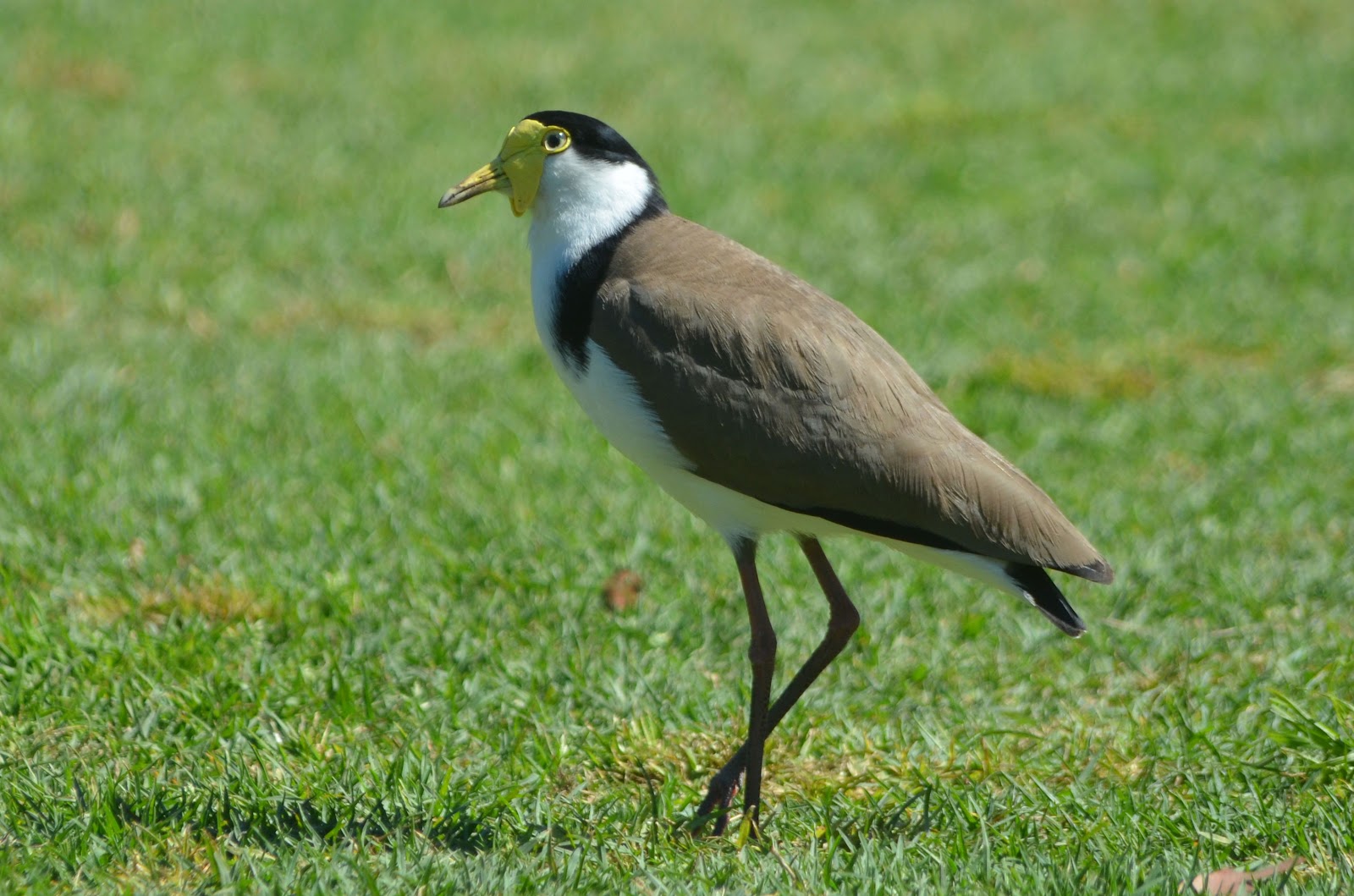 Australian Birds: Masked Lapwing